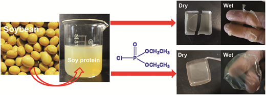 Robust soy protein films obtained by slight chemical modification of ...