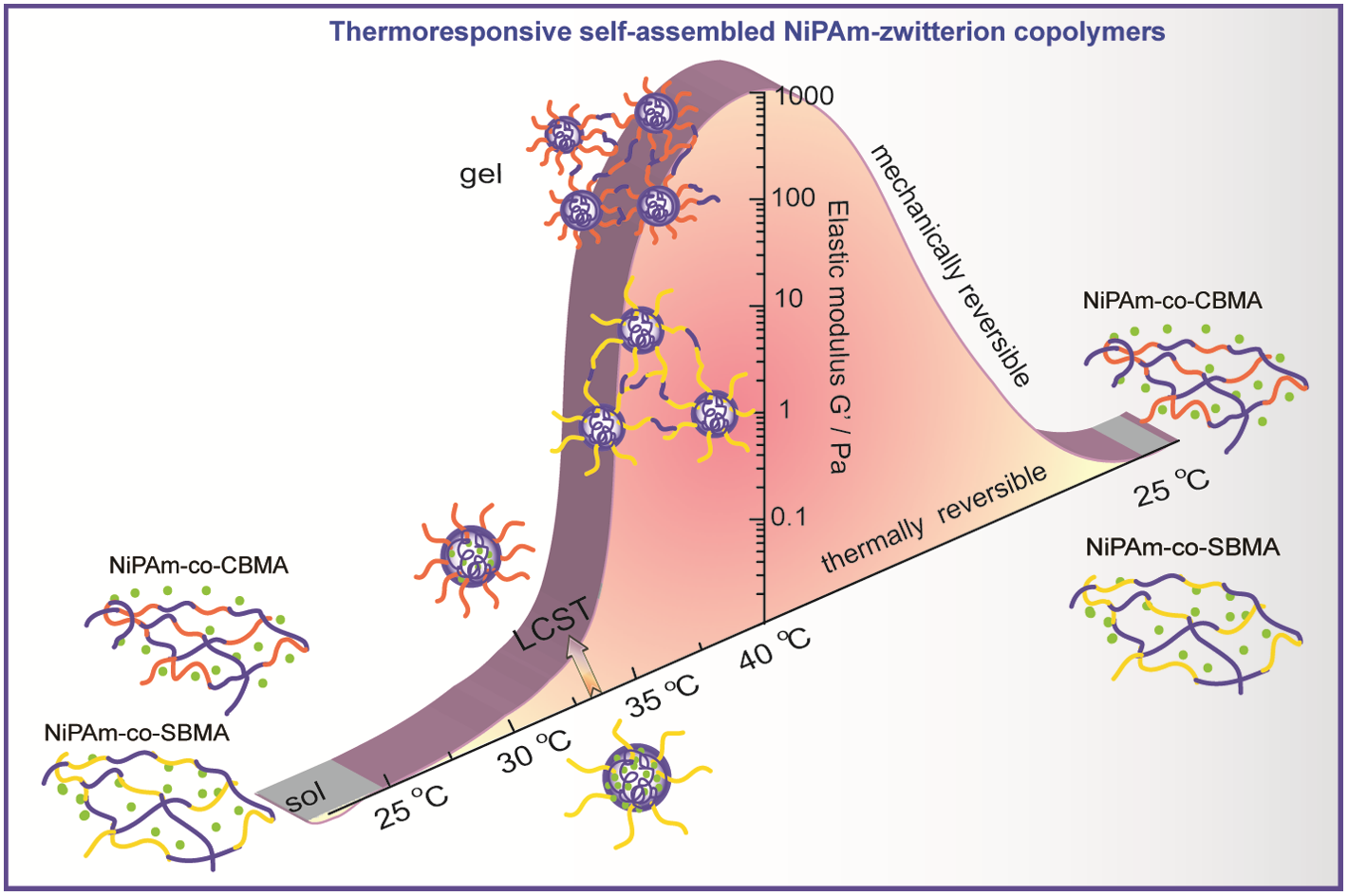 Thermoresponsive self-assembled NiPAm-zwitterion copolymers† | Polymer ...