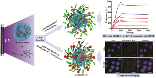 Facile fabrication of glycopolymer-based iron oxide nanoparticles and ...