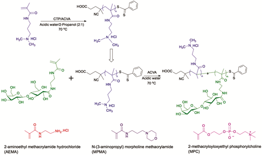 Study of the RAFT homopolymerization and copolymerization of N-[3 ...
