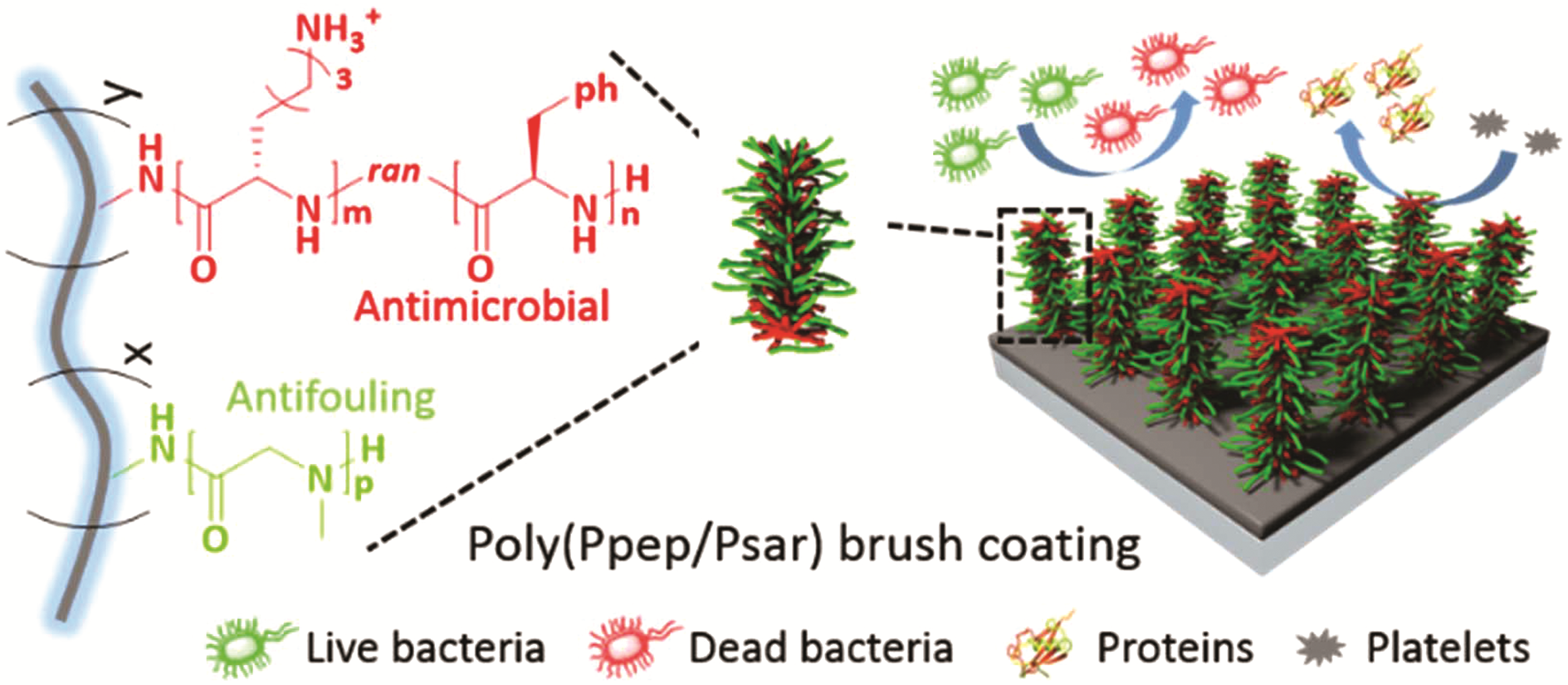 Methacrylate-ended polypeptides and polypeptoids for antimicrobial and ...