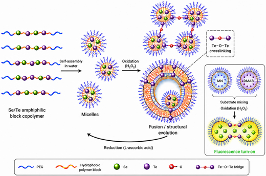Redox-regulated fusion and fission of Se/Te-containing polymer ...
