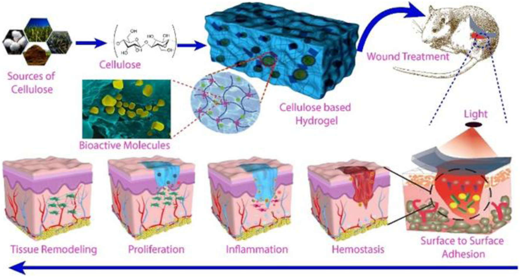 Advances in cellulose-based hydrogels: tunable swelling dynamics and ...