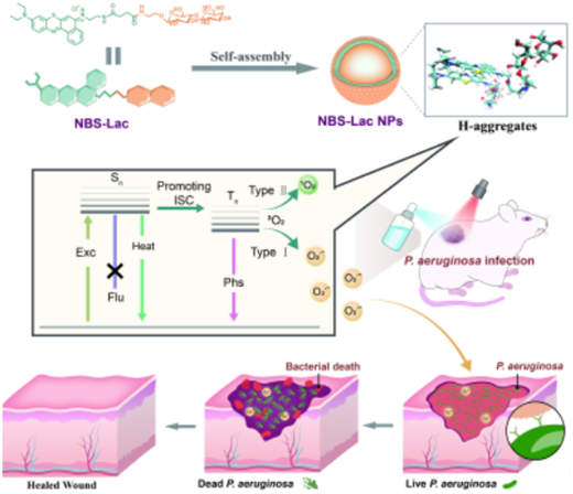 In situ glycosylation-directed H-aggregation of Type I photosensitizers ...