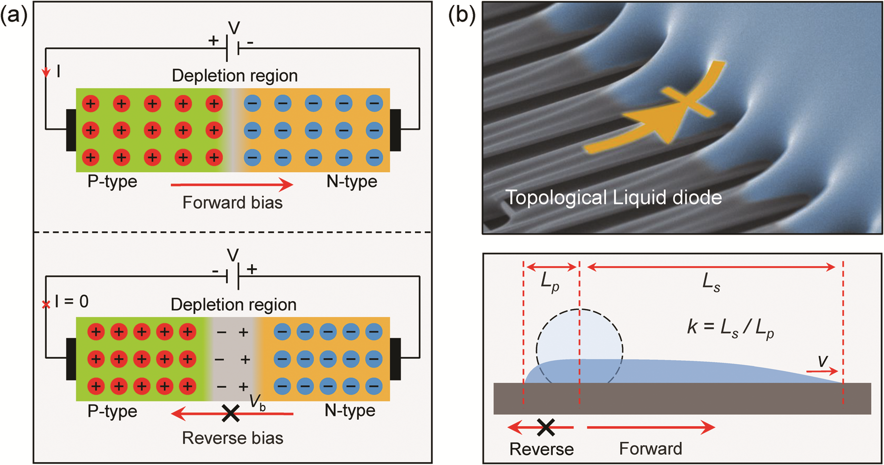 Designing biomimetic liquid diodes | Soft Matter | The Royal Society of ...