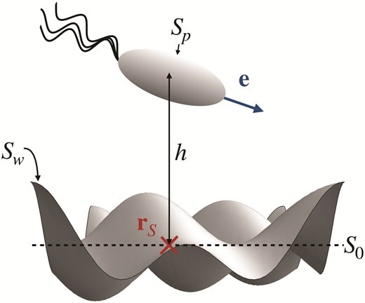 Microswimmers near corrugated, periodic surfaces | Soft Matter | The ...