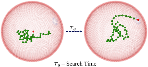 Target search of a polymer with an active head† | Soft Matter | The ...