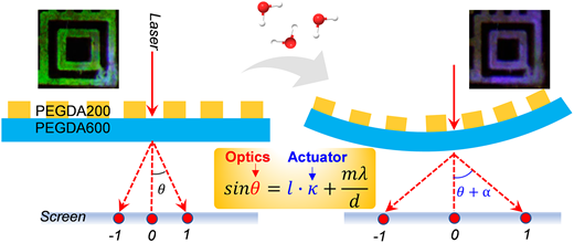A soft hydrogel-based bilayer grating for moisture-driven actuation and ...