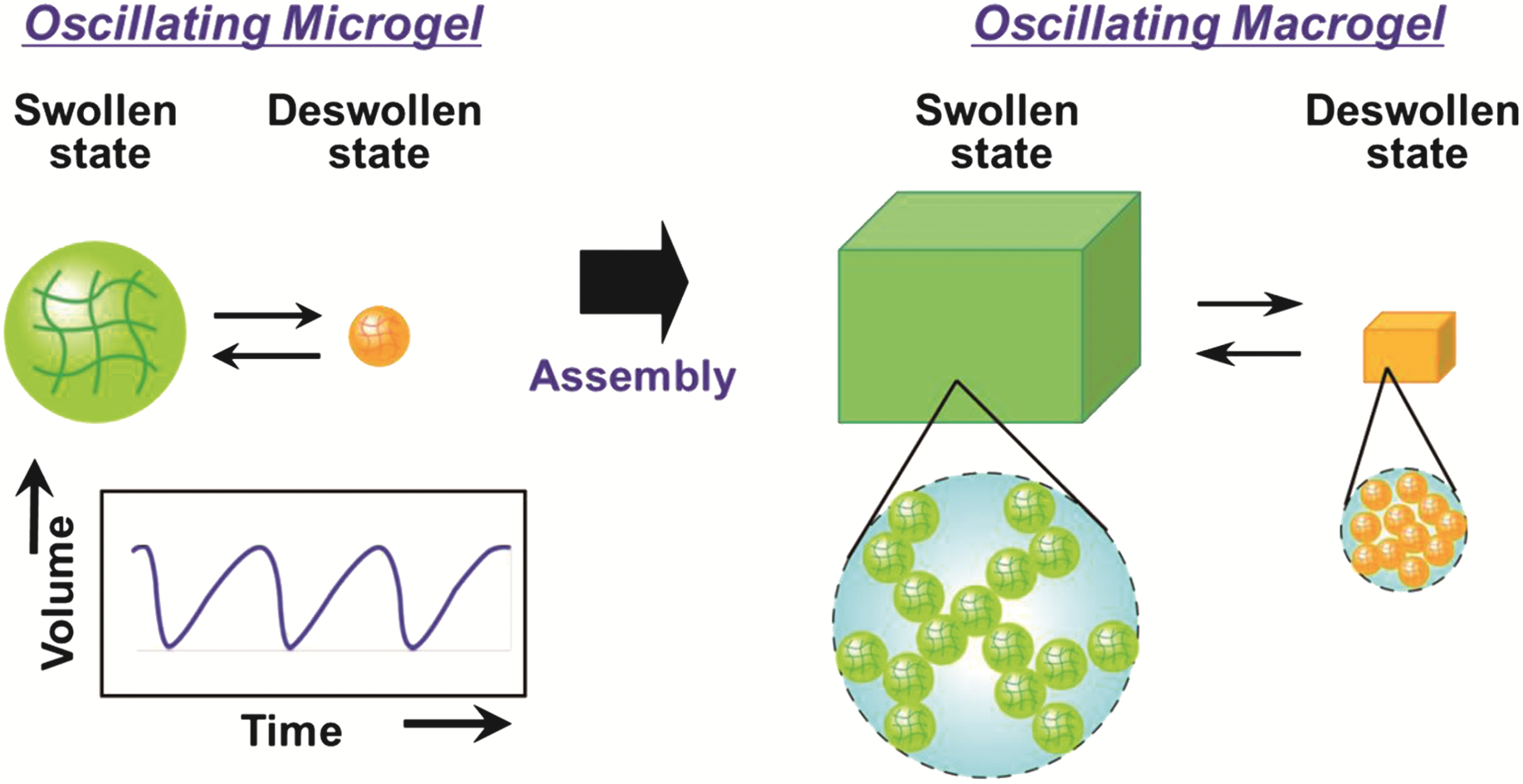 Soft actuators of organized self-oscillating microgels† | Soft Matter ...