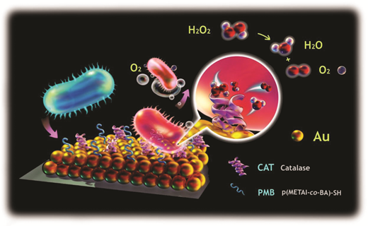 A novel antibacterial gold nanoparticle layer with a self-cleaning ...
