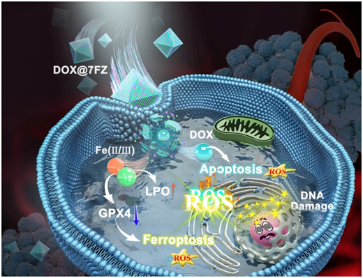 Construction of Fe-doped ZIF-8/DOX nanocomposites for ferroptosis ...