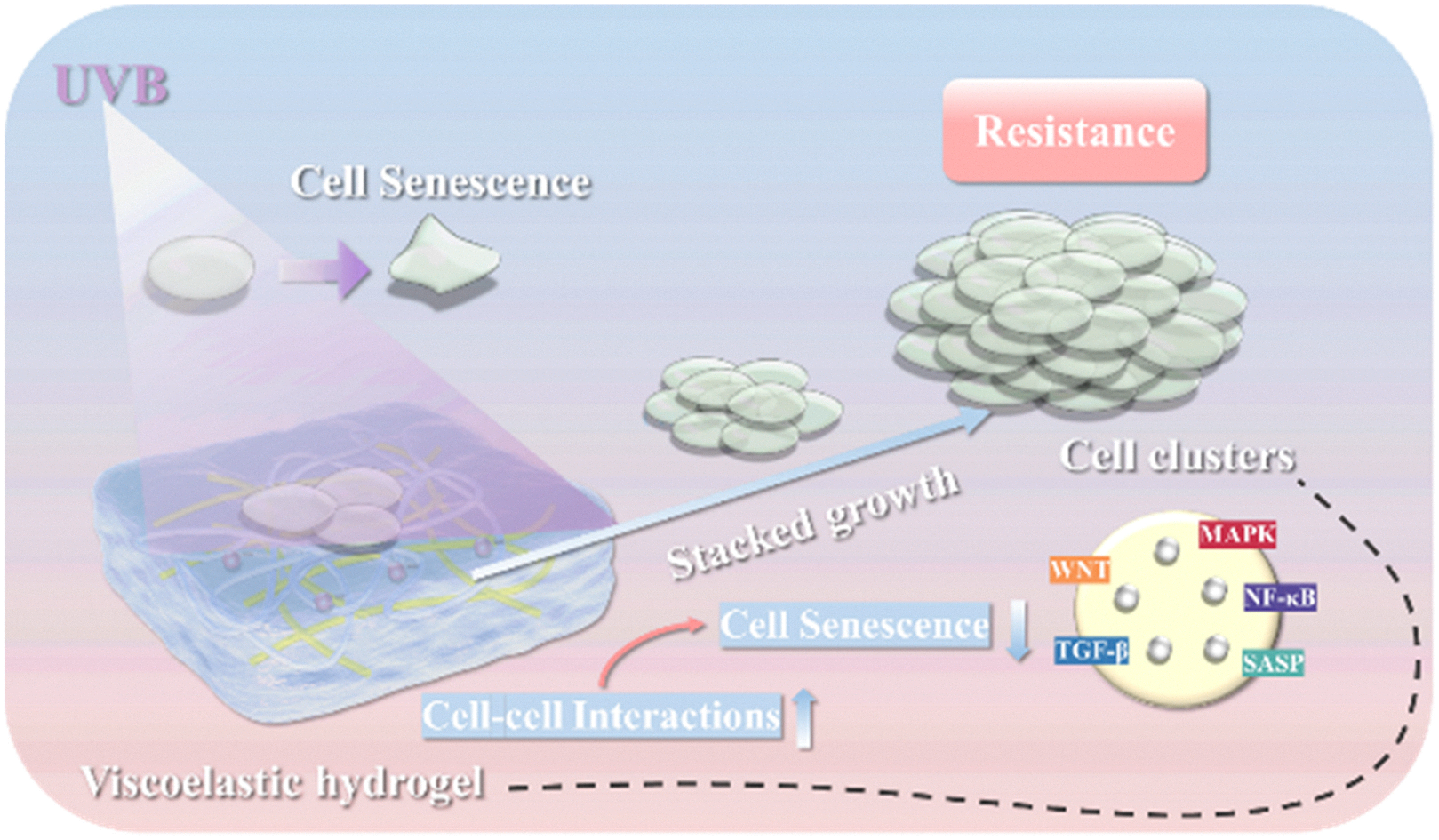Matrix viscoelasticity drives cell cluster formation to counteract ...