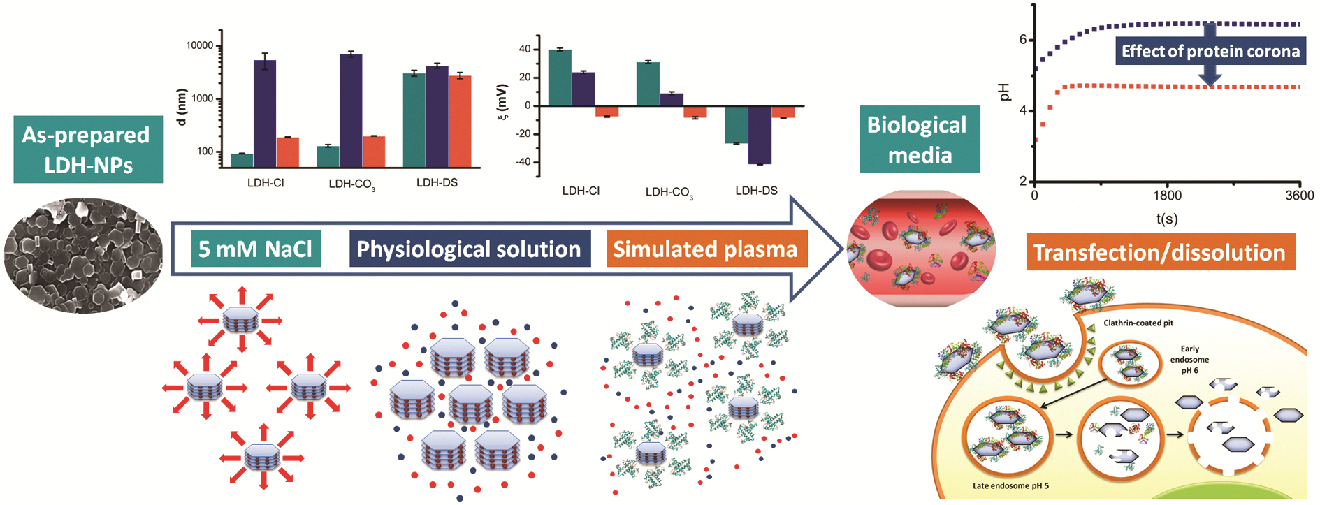 Effect of the protein corona on the colloidal stability and reactivity ...