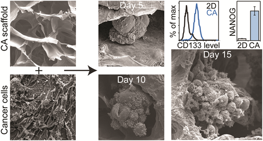3D porous chitosan–alginate scaffolds promote proliferation and ...