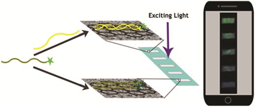 Paper-based FRET for the direct detection of collagen triple helix ...