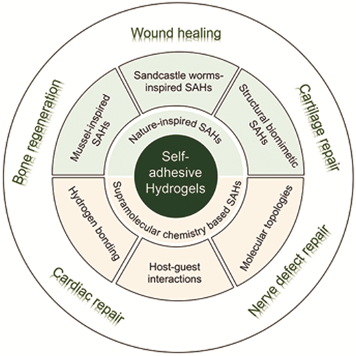 Self-adhesive hydrogels for tissue engineering | Journal of Materials ...