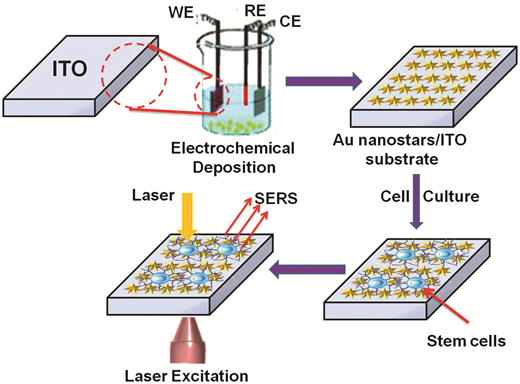 Monitoring in vitro neural stem cell differentiation based on surface ...